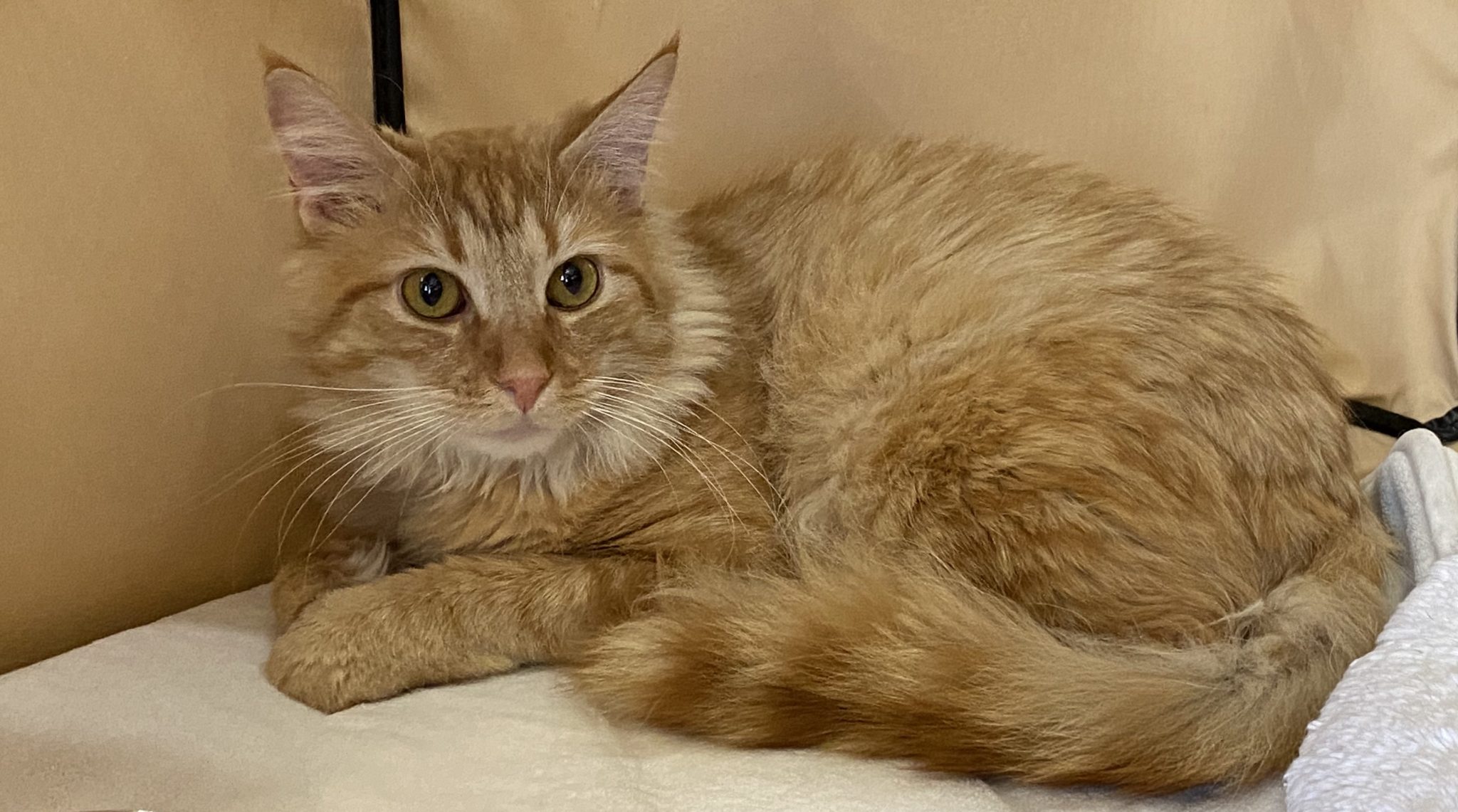 CARE – Cat Adoption & Rescue Efforts
