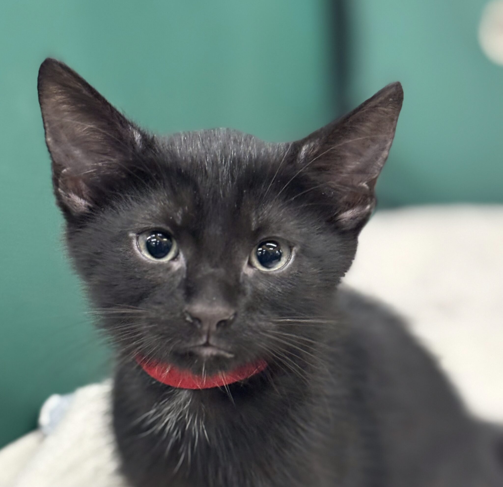 Mark - CARE - Cat Adoption & Rescue Efforts